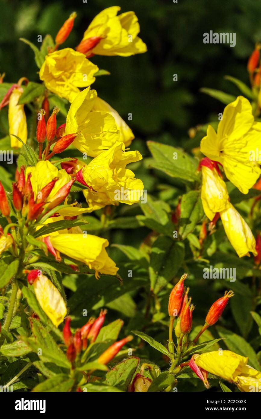 Evening Primrose Oenothera pilosella 'Yella Fella Stock Photo - Alamy