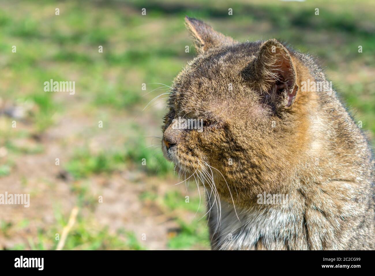 Old cat blind hi-res stock photography and images - Alamy