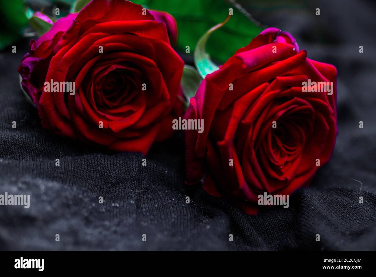 Dark roses hi-res stock photography and images - Alamy