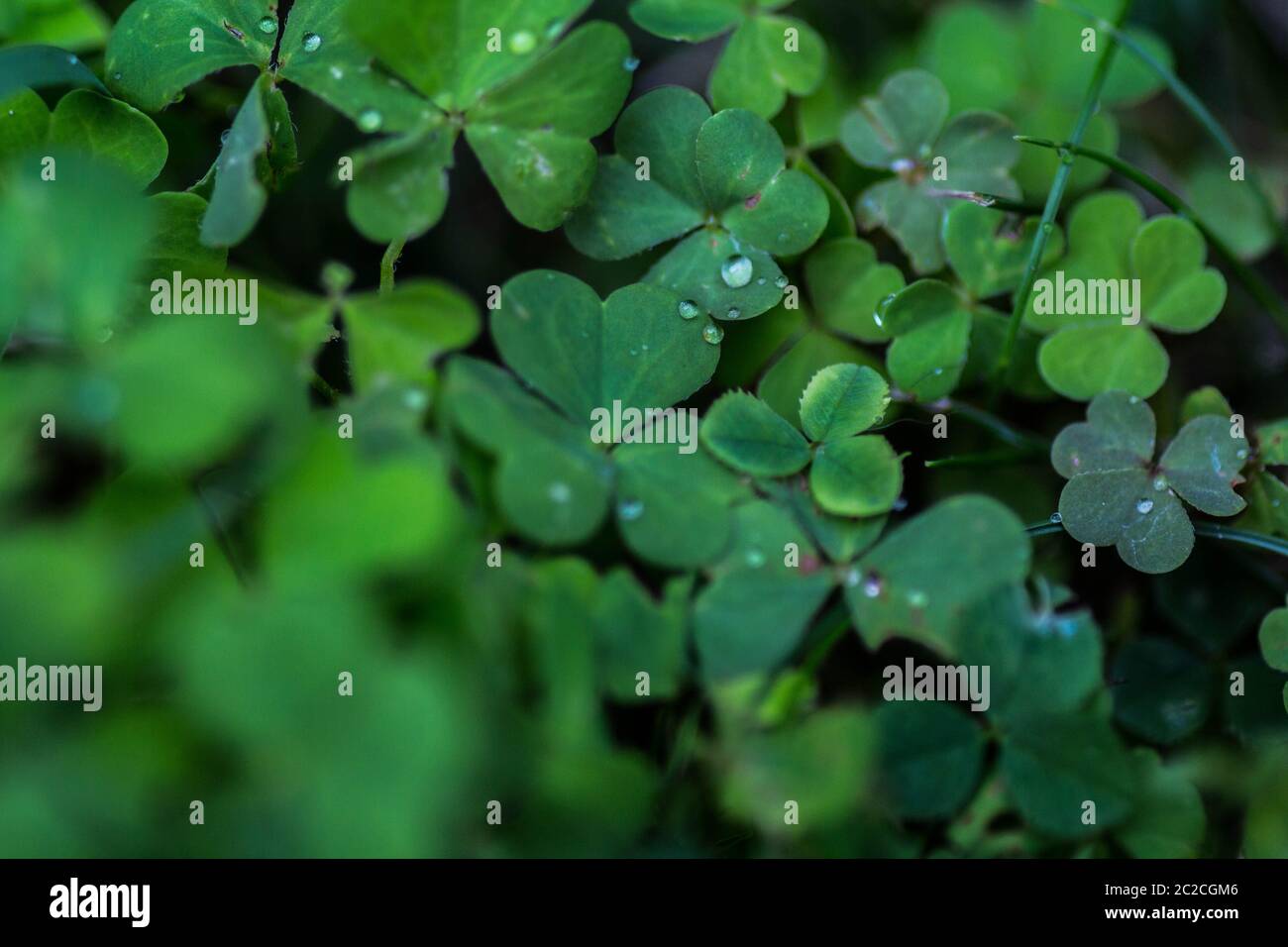 Clover after rain Stock Photo - Alamy