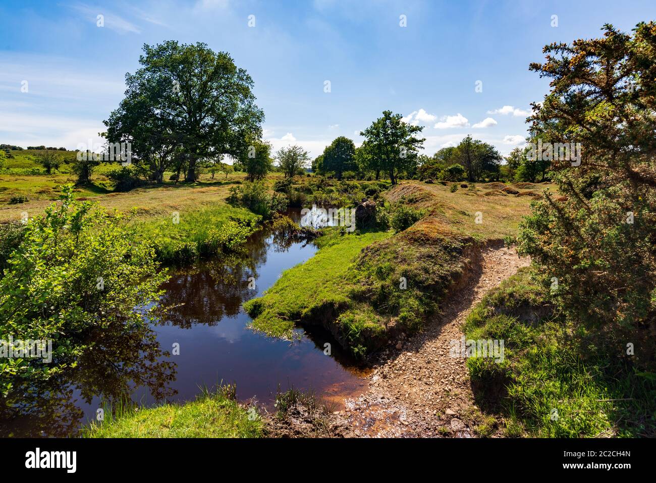 New Forest scene in summer with water and blue sky, Hampshire, UK Stock ...