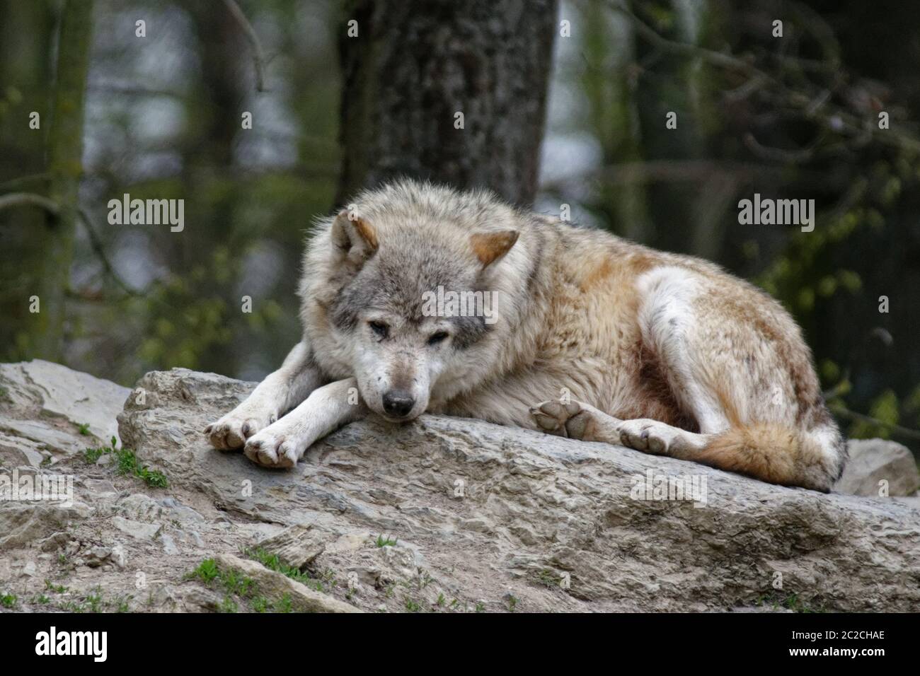 Timberwolf timber wolf hi-res stock photography and images - Alamy