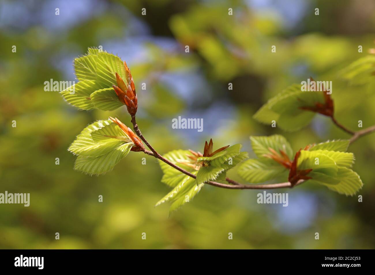 Branch of the red beech Fagus sylvatica with young deciduous leaves ...