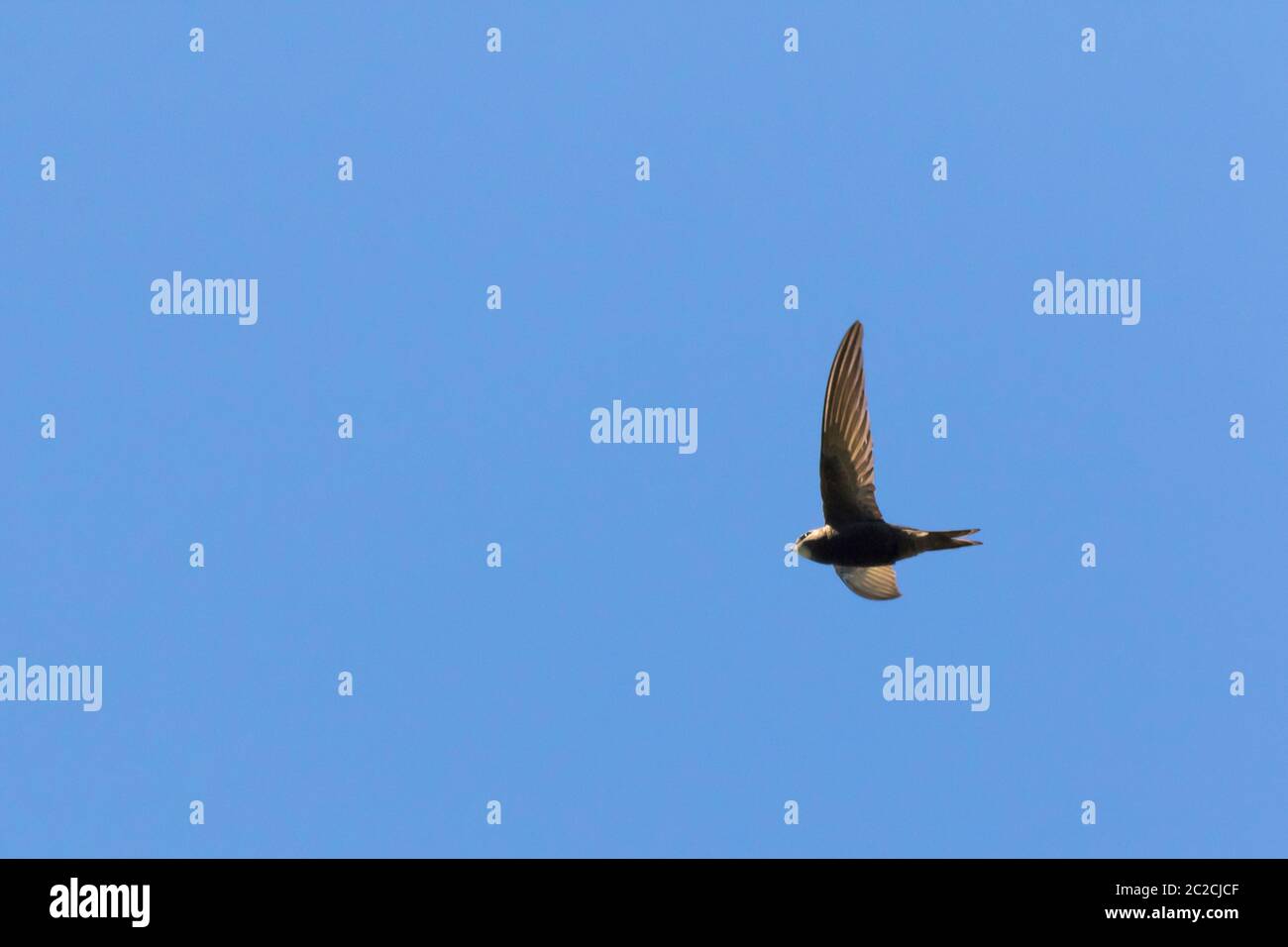 A flying common swift under blue sky Stock Photo - Alamy