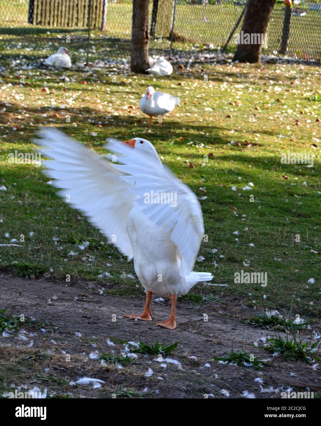 Garden goose hi-res stock photography and images - Alamy