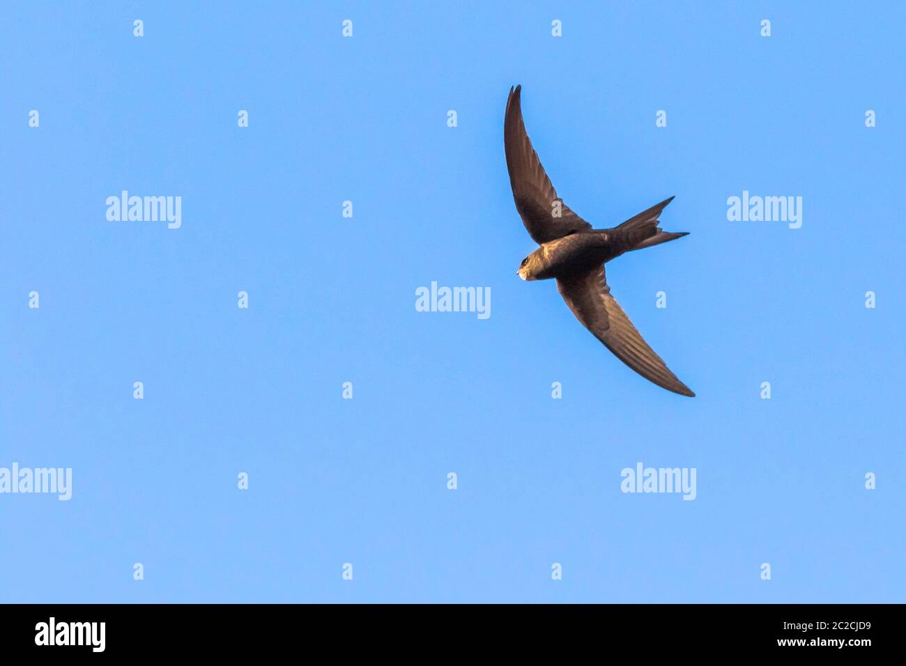 Common swifts hi-res stock photography and images - Alamy