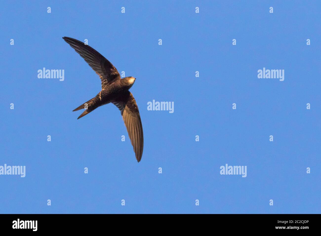 A flying common swift under blue sky Stock Photo - Alamy