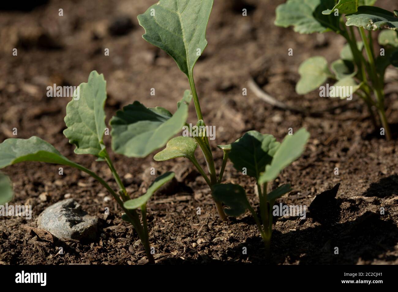 Brocoli dirt hi-res stock photography and images - Alamy