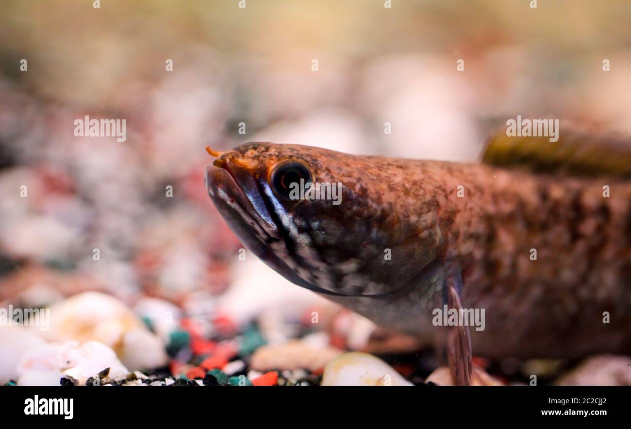 Detail of a mud-head fish in aquarium Stock Photo - Alamy