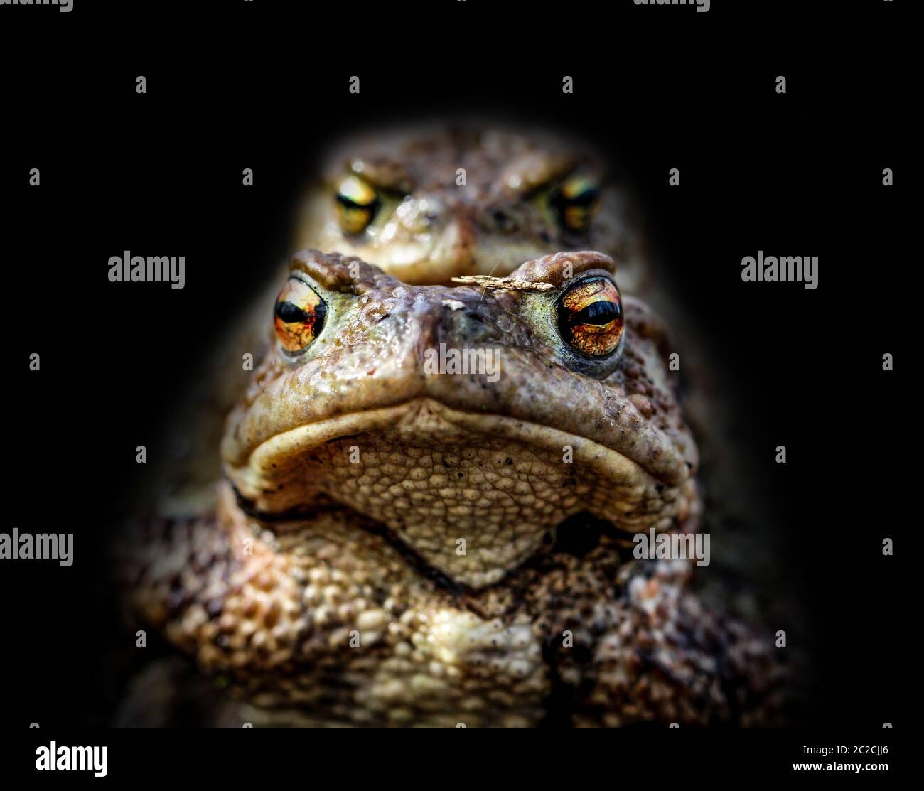 Portrait of two toads, toads piggyback Stock Photo - Alamy