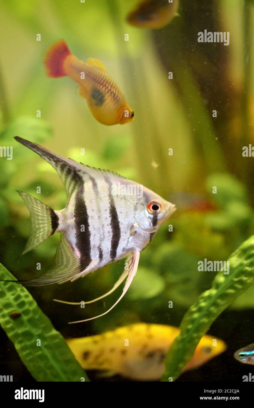 Detail of a skalar fish in aquarium Stock Photo - Alamy