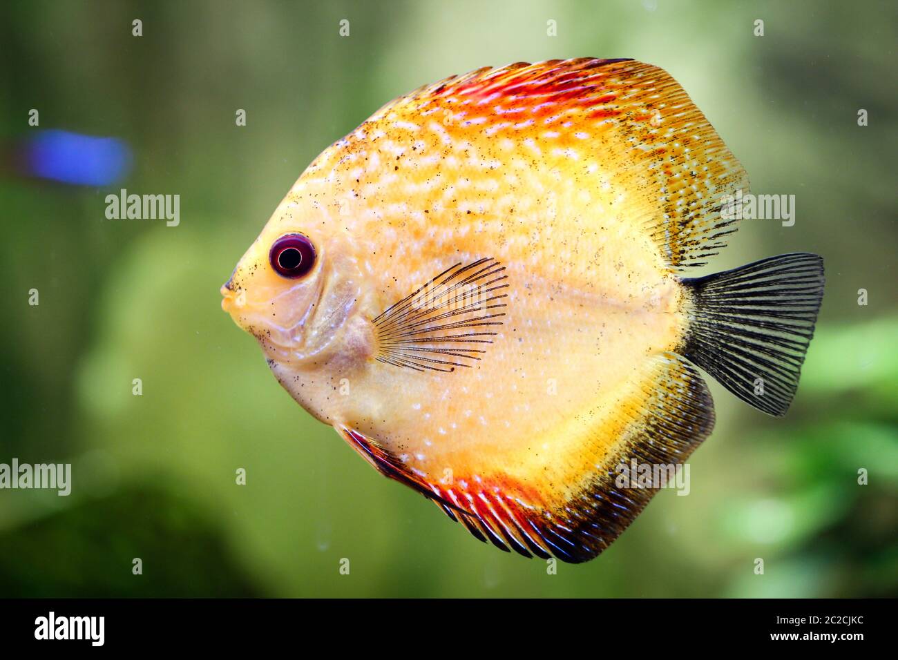 Portrait o a discus fish in the aquarium Stock Photo - Alamy