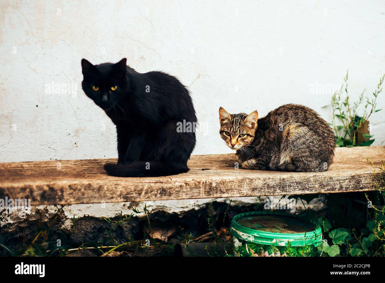 Homless cat hi-res stock photography and images - Alamy