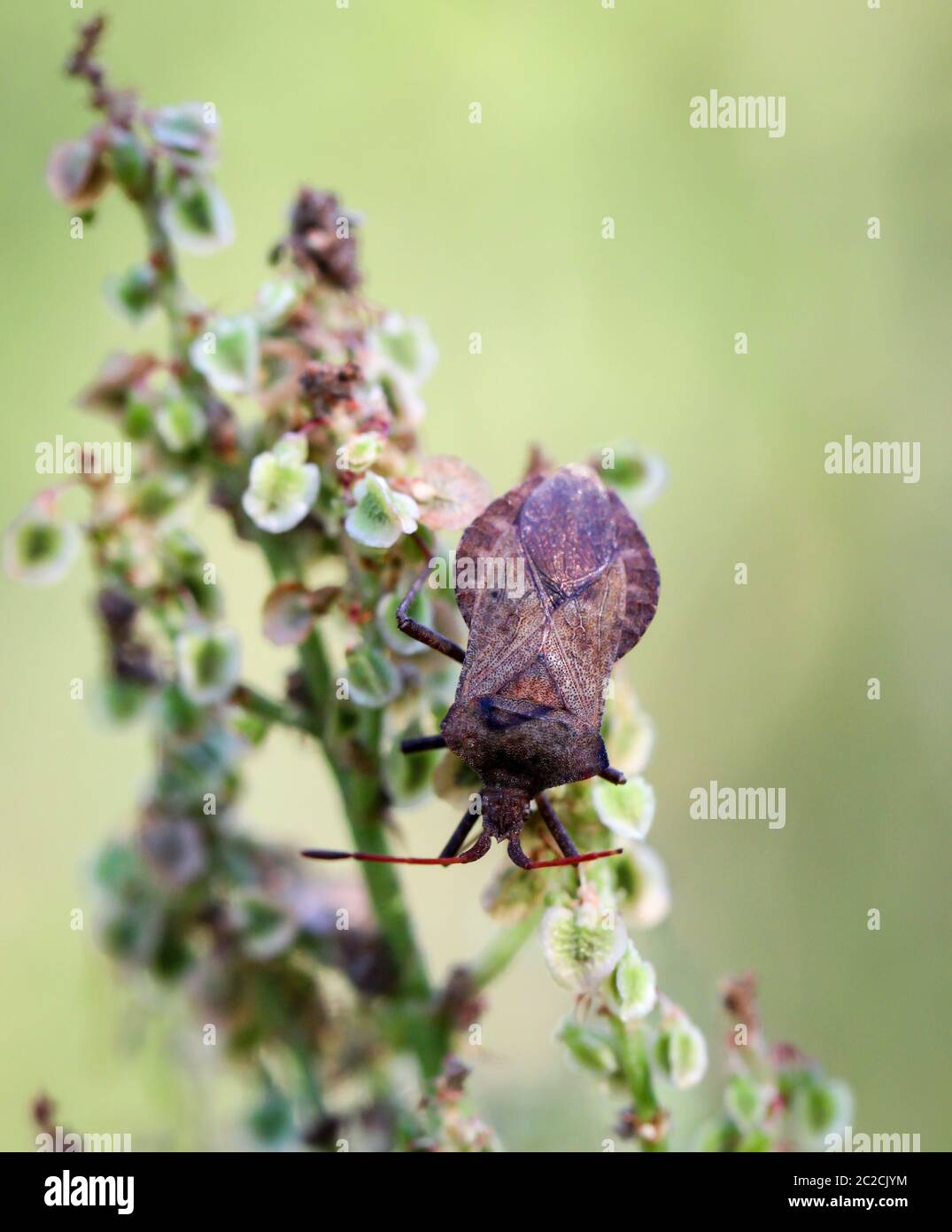 Leather edge bug hi-res stock photography and images - Alamy