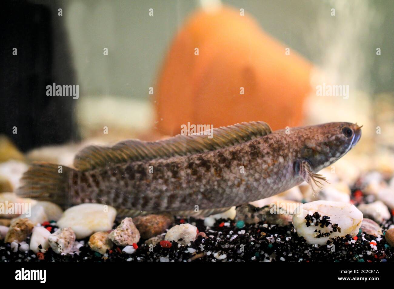 Disco fish head symphysodon aquarium hi-res stock photography and ...