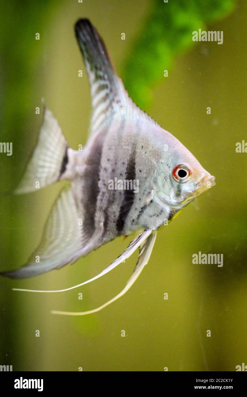 Skalar hi-res stock photography and images - Alamy