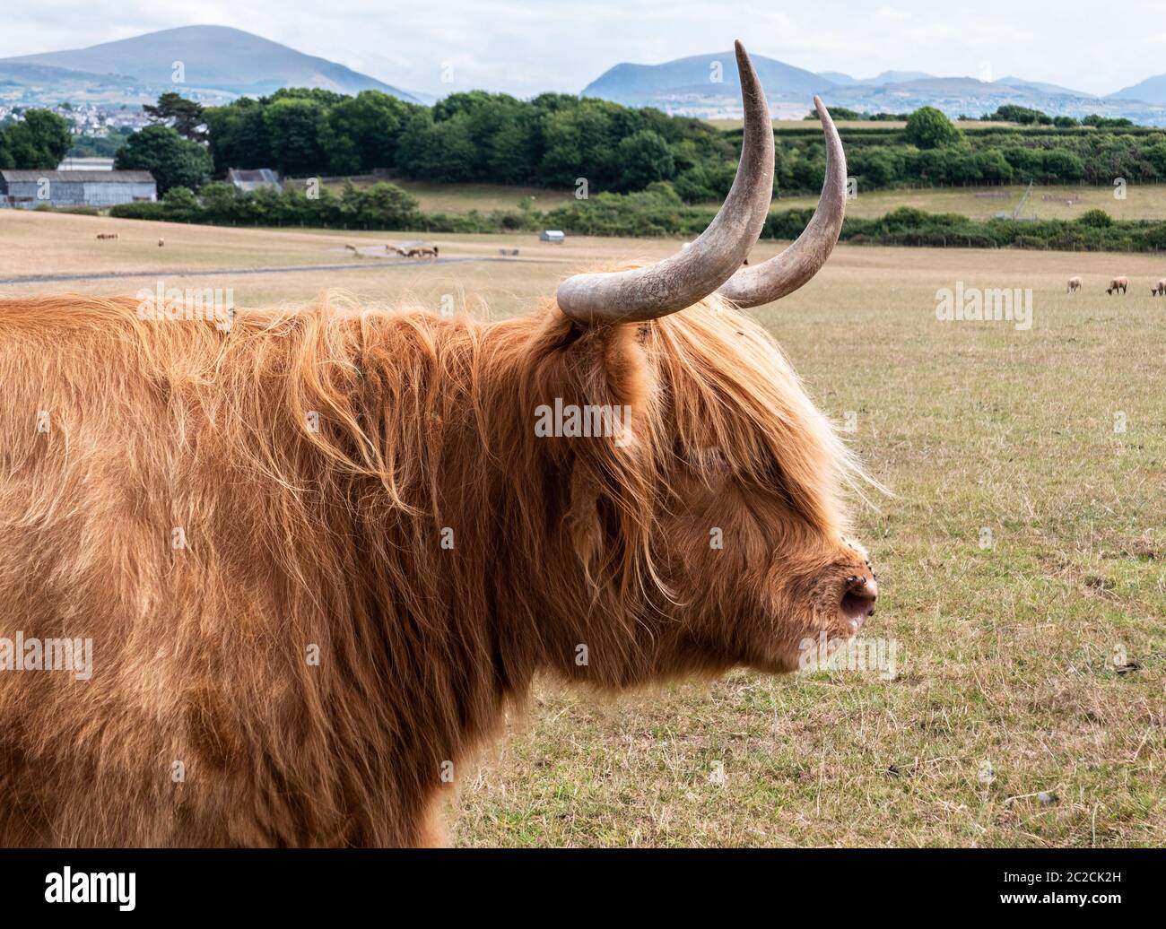 Side view of a Highland Cow Stock Photo - Alamy