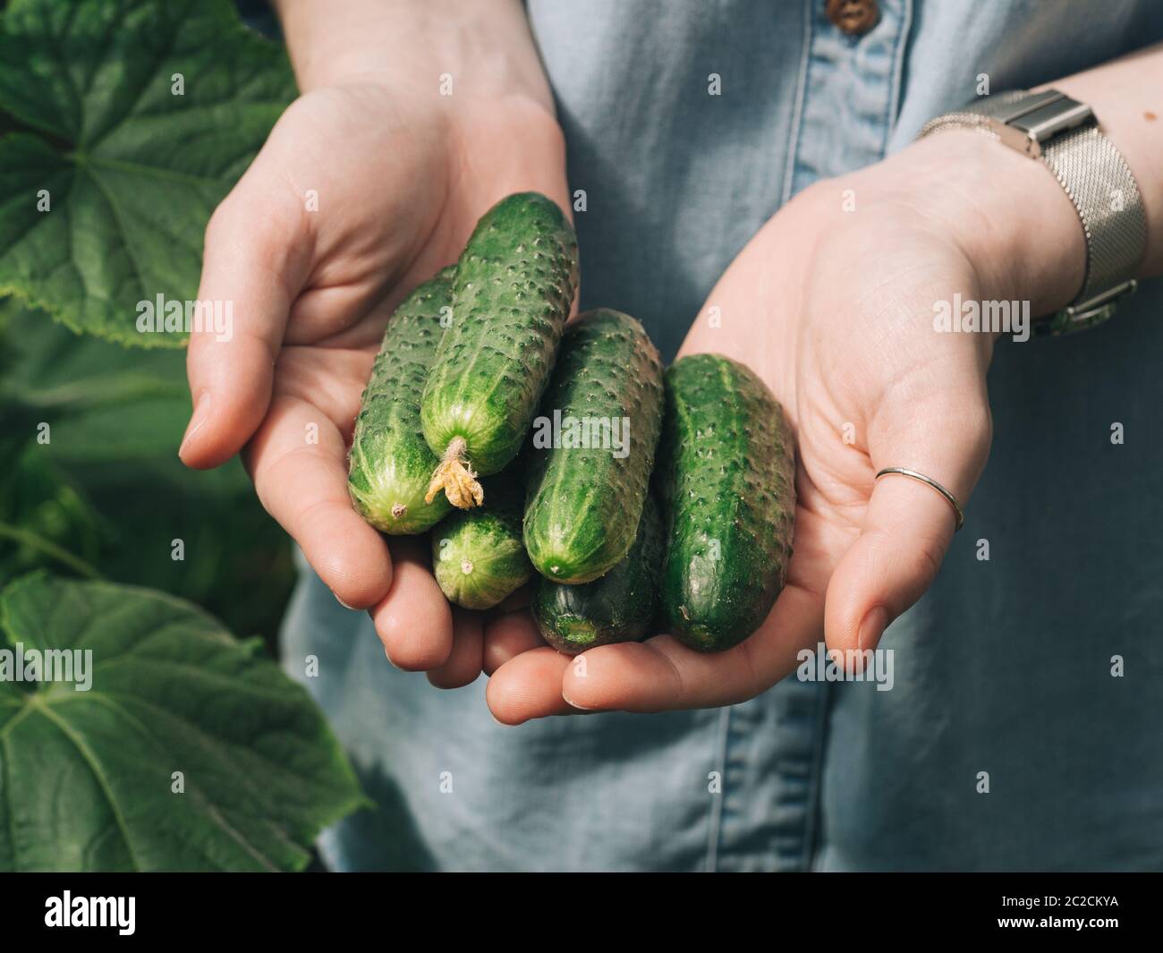 Cucucmbers in female hands, outdoors Stock Photo - Alamy