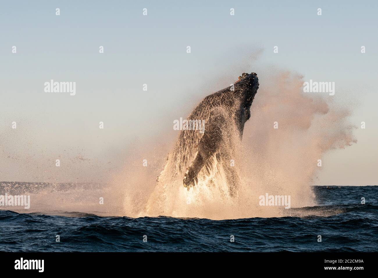 Humpback whale breach Stock Photo - Alamy
