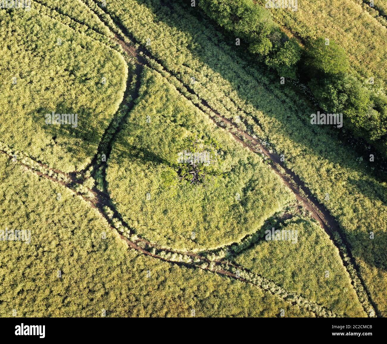 birds eye view of a tree in a farmland Stock Photo - Alamy