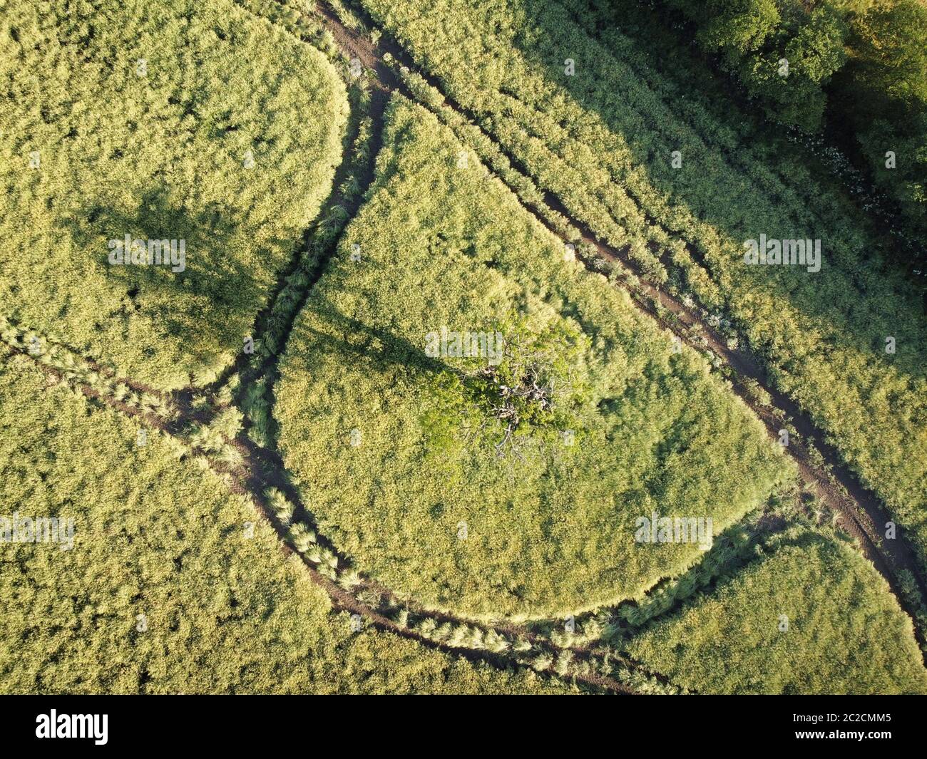 birds eye view of a tree in a farmland Stock Photo - Alamy