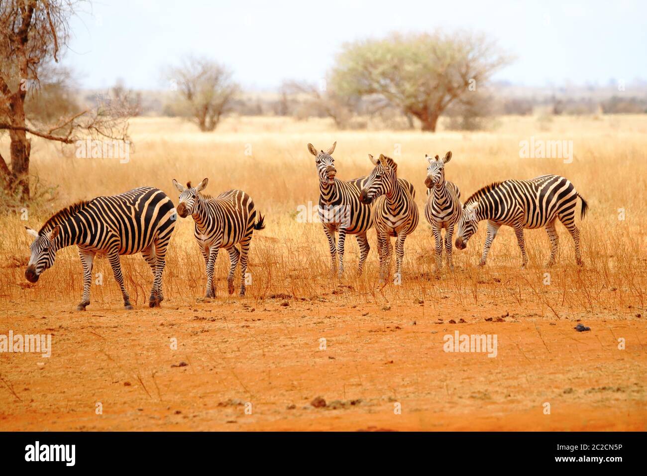 6 zebras hi-res stock photography and images - Alamy
