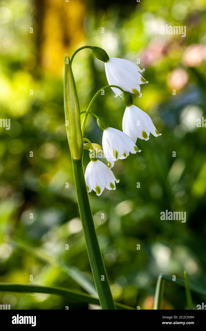 Snowflake lily hi-res stock photography and images - Alamy
