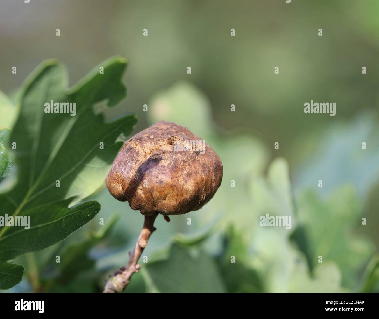 gall-apple of a gall wasp, flying-wall on a plant Stock Photo - Alamy