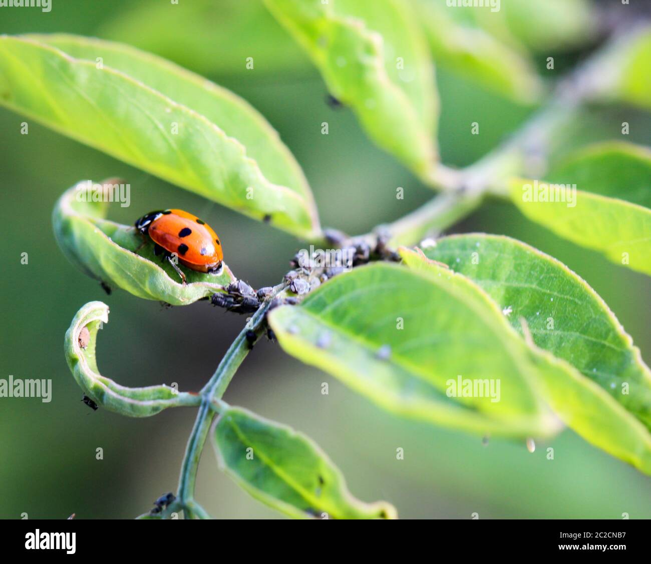 The Ladybird sits on a colored leaf. Macro photo of ladybug close-up ...