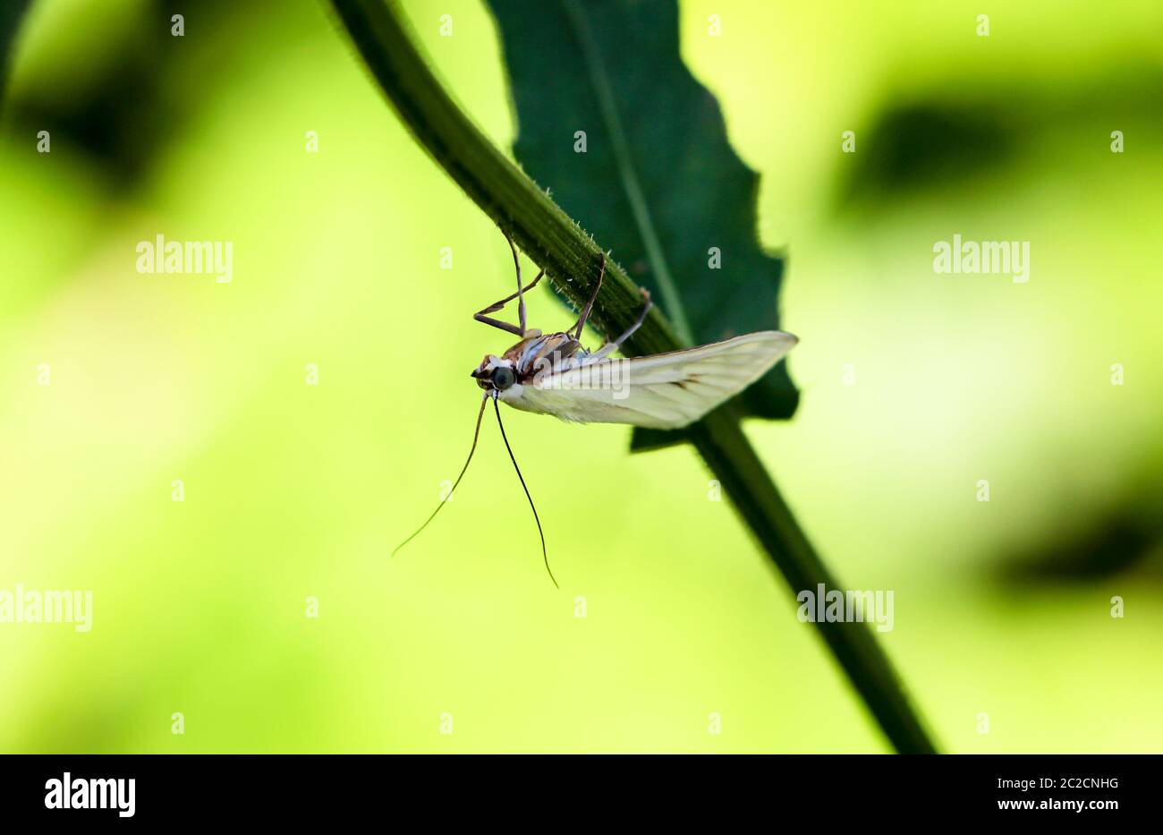 Green lacewing life cycle hi-res stock photography and images - Alamy