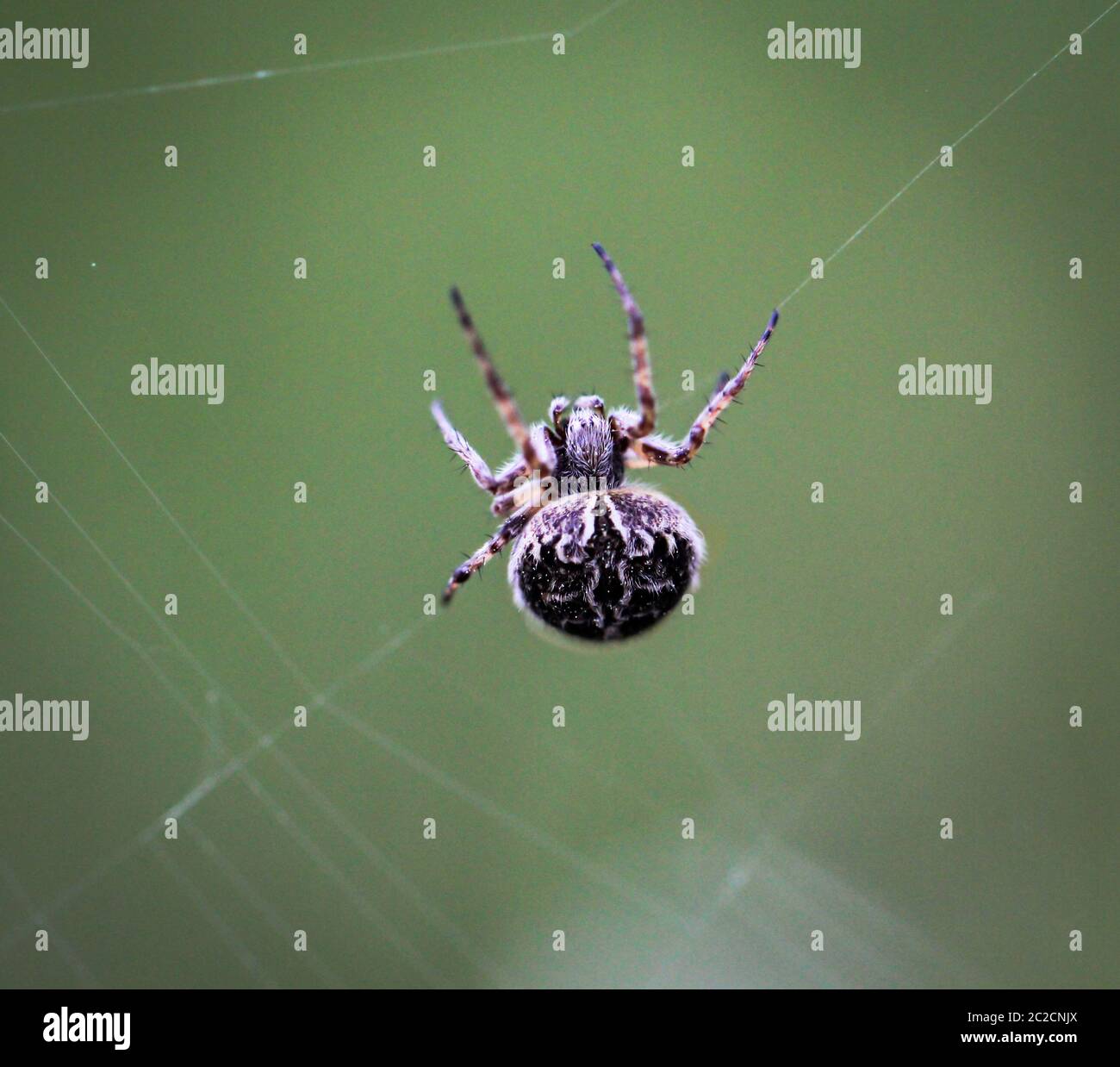 Details of a spider, spider on a web Stock Photo - Alamy