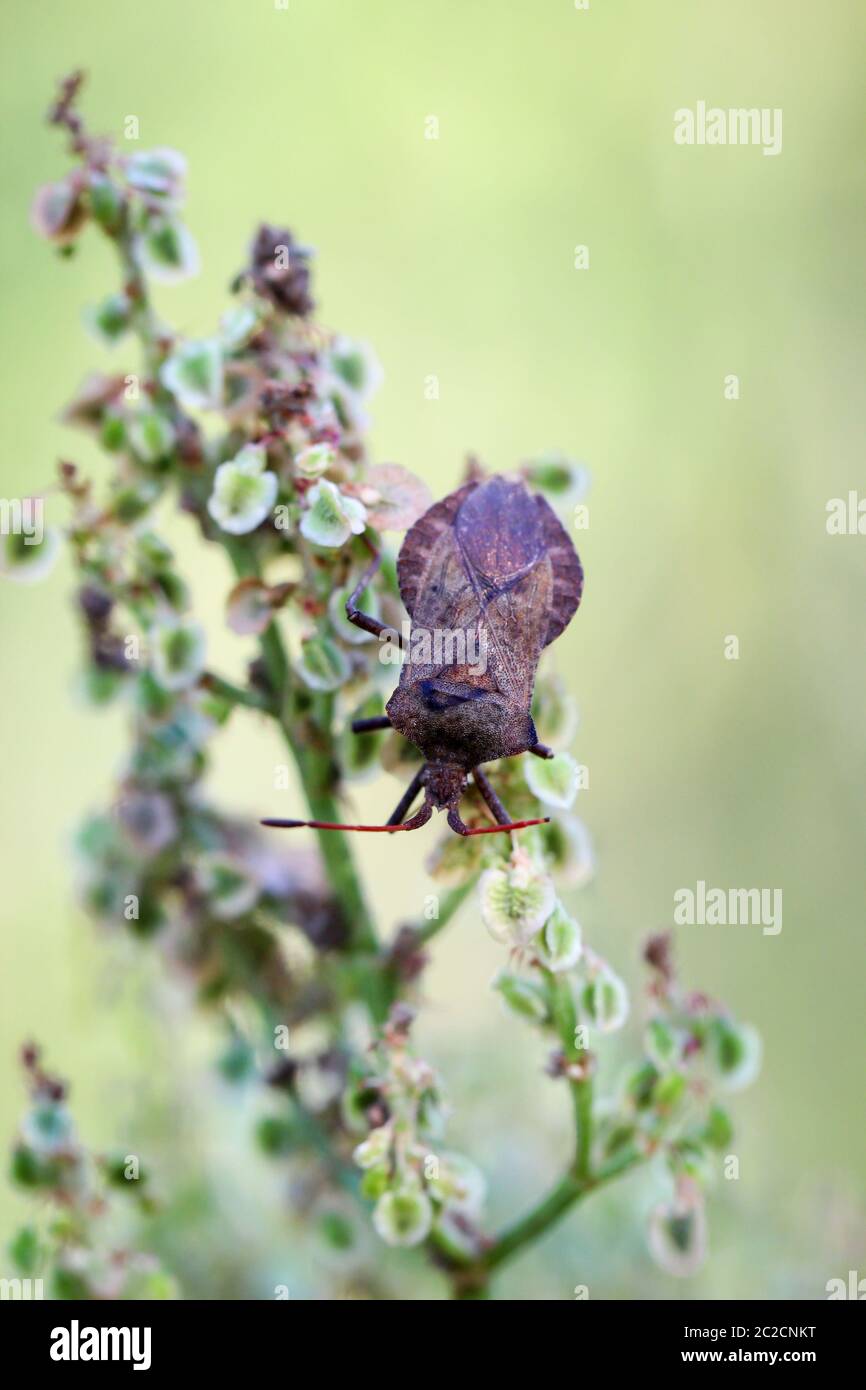 Thistle shield beetle hi-res stock photography and images - Alamy