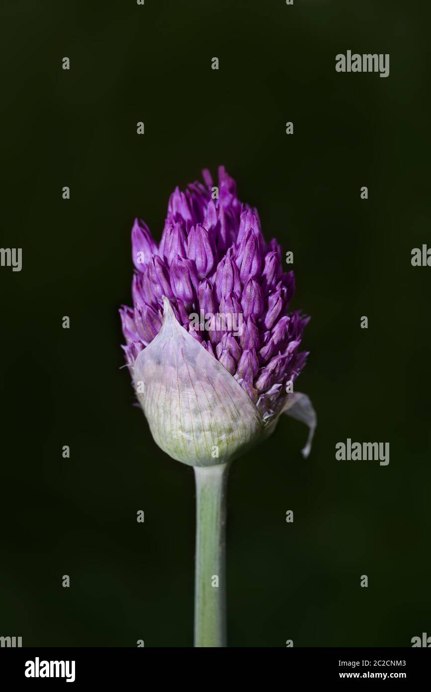 Fresh flower hi-res stock photography and images - Alamy