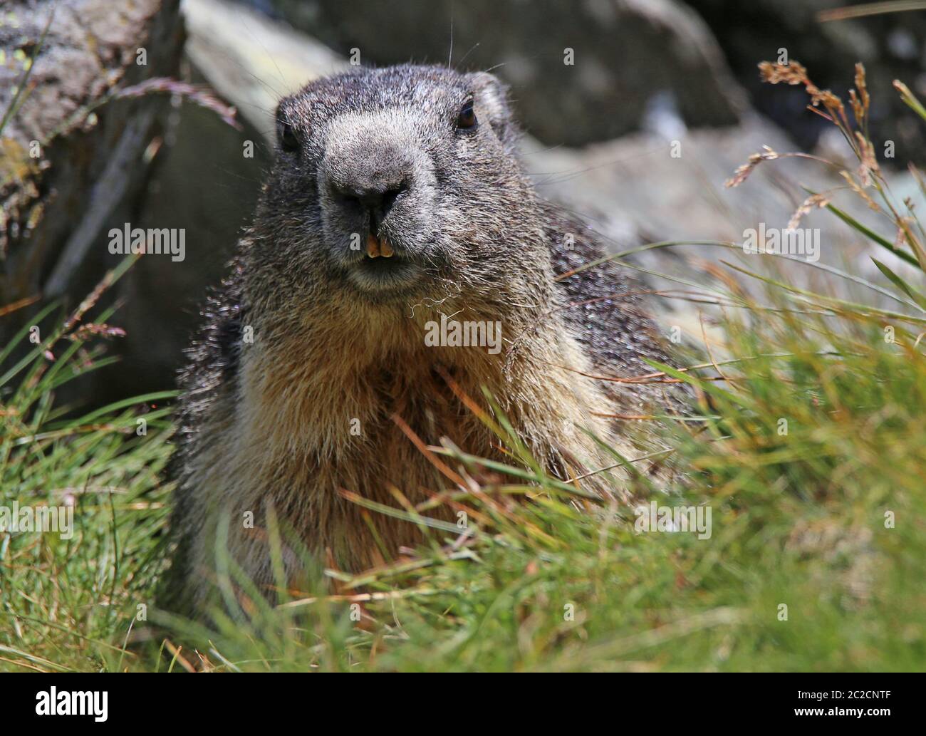 Portrait marmot Marmota marmota Stock Photo - Alamy