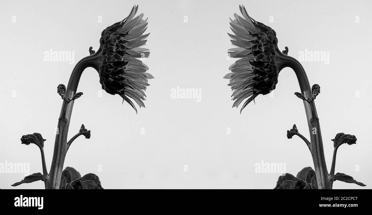 Psychological projection Black and White Stock Photos & Images - Alamy