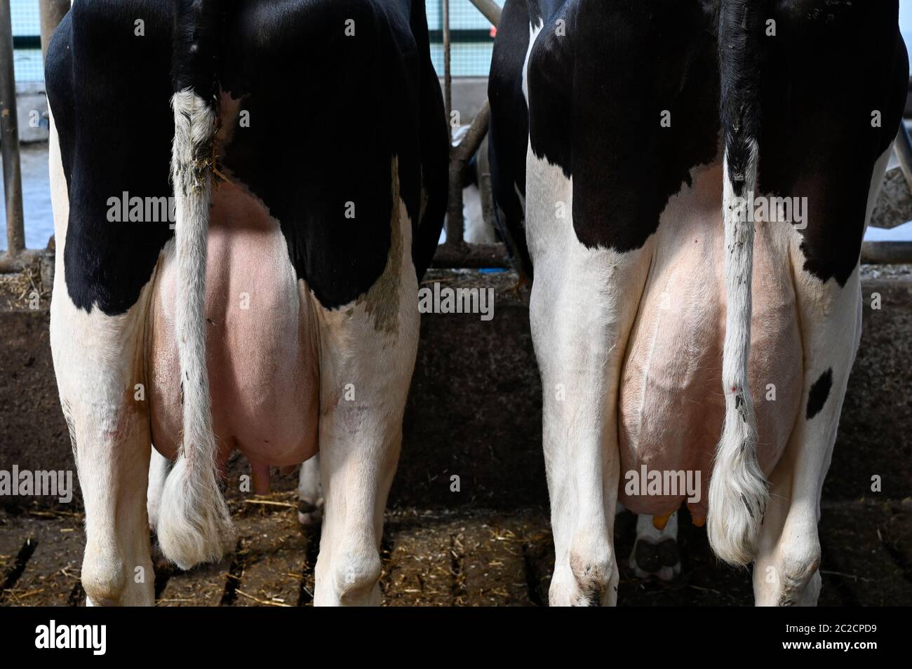 GERMANY, Echem, dairy farm, cow milk farm, cow breeding, Holstein ...