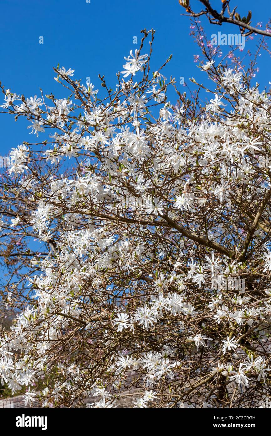 Star magnolia (Magnolia Stellata) a winter spring white flower shrub or ...