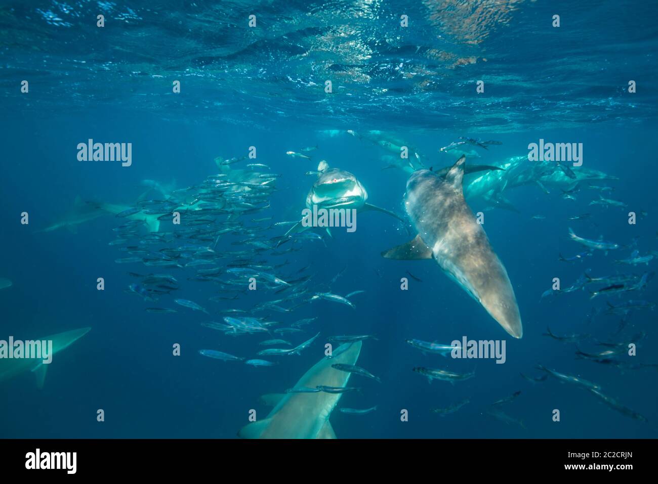 Bronze whaler sharks feeding hi-res stock photography and images - Alamy