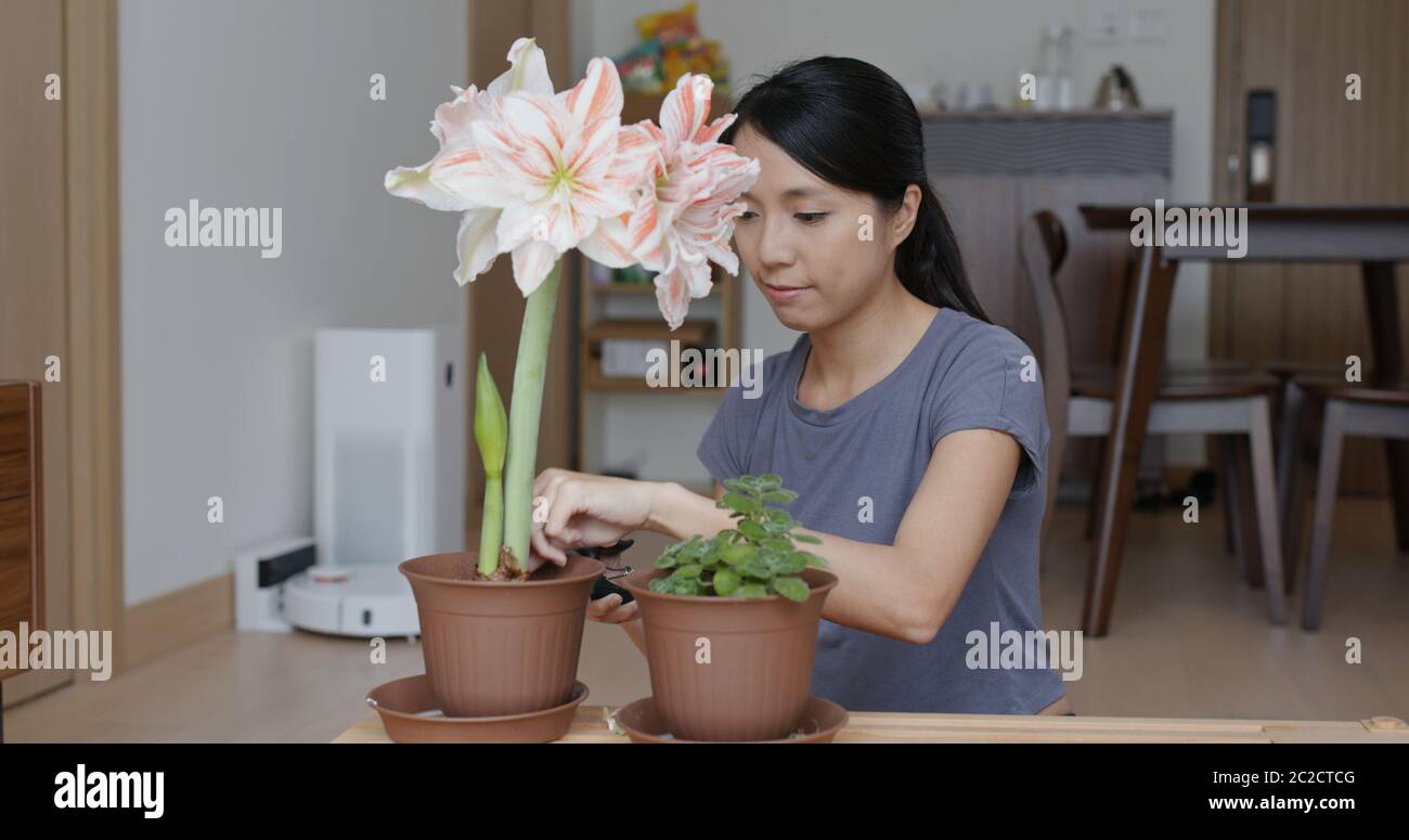 Woman cut the pot of plant at home Stock Photo - Alamy