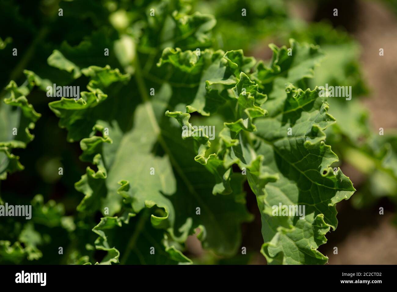kale grown in home garden Stock Photo - Alamy