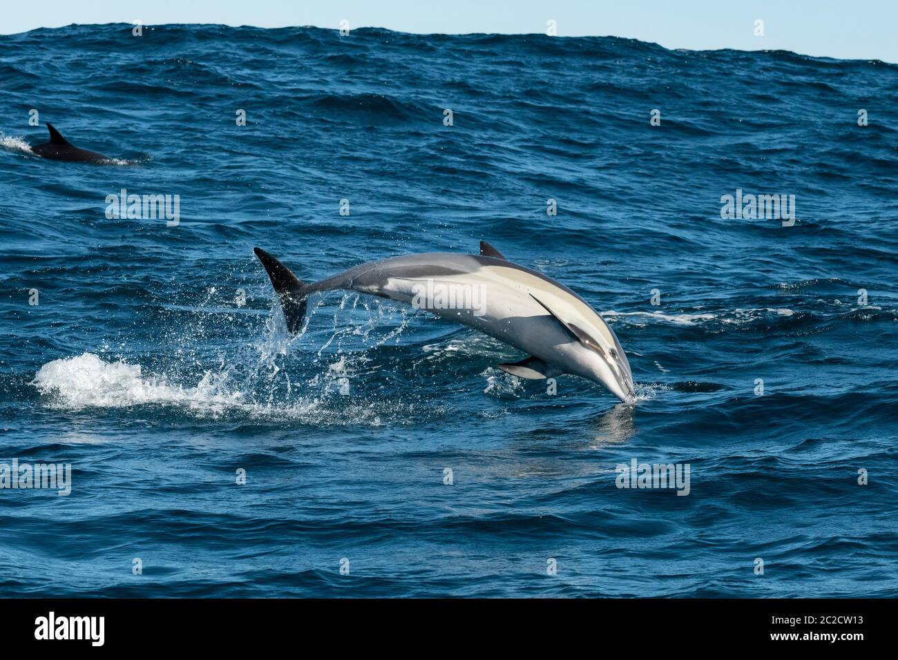 Dolphin group of fish hi-res stock photography and images - Alamy