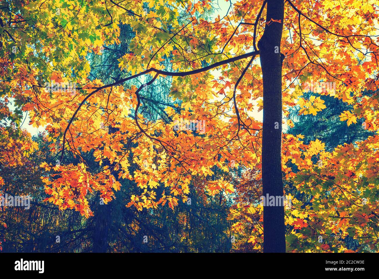 Golden maple tree hi-res stock photography and images - Alamy