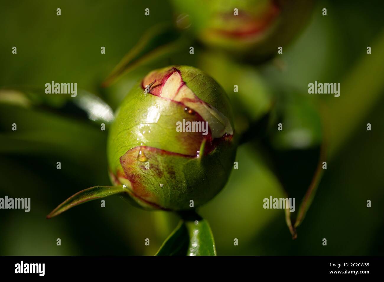 Burst open hi-res stock photography and images - Alamy