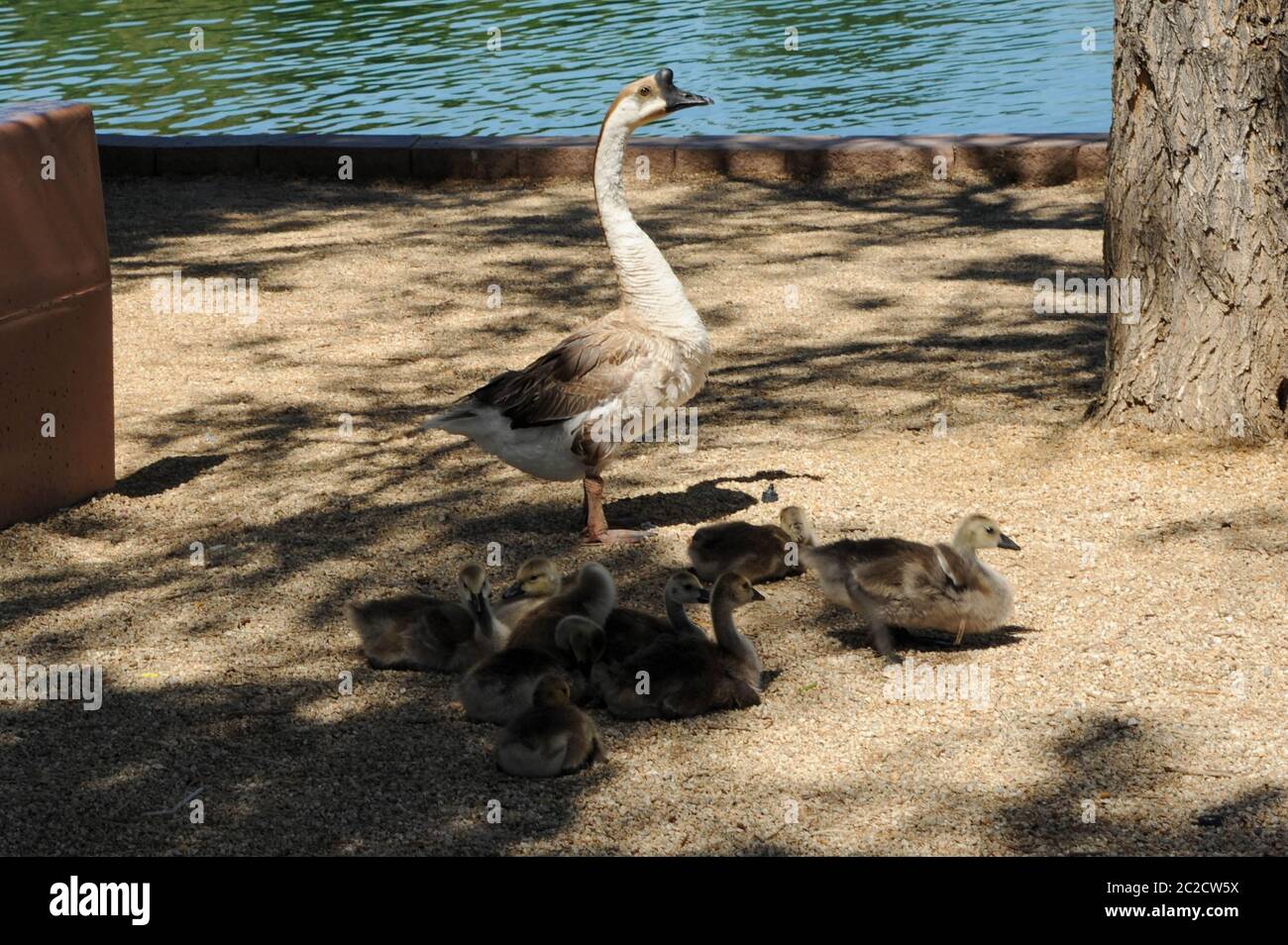 Selective breeding of birds hi-res stock photography and images - Alamy