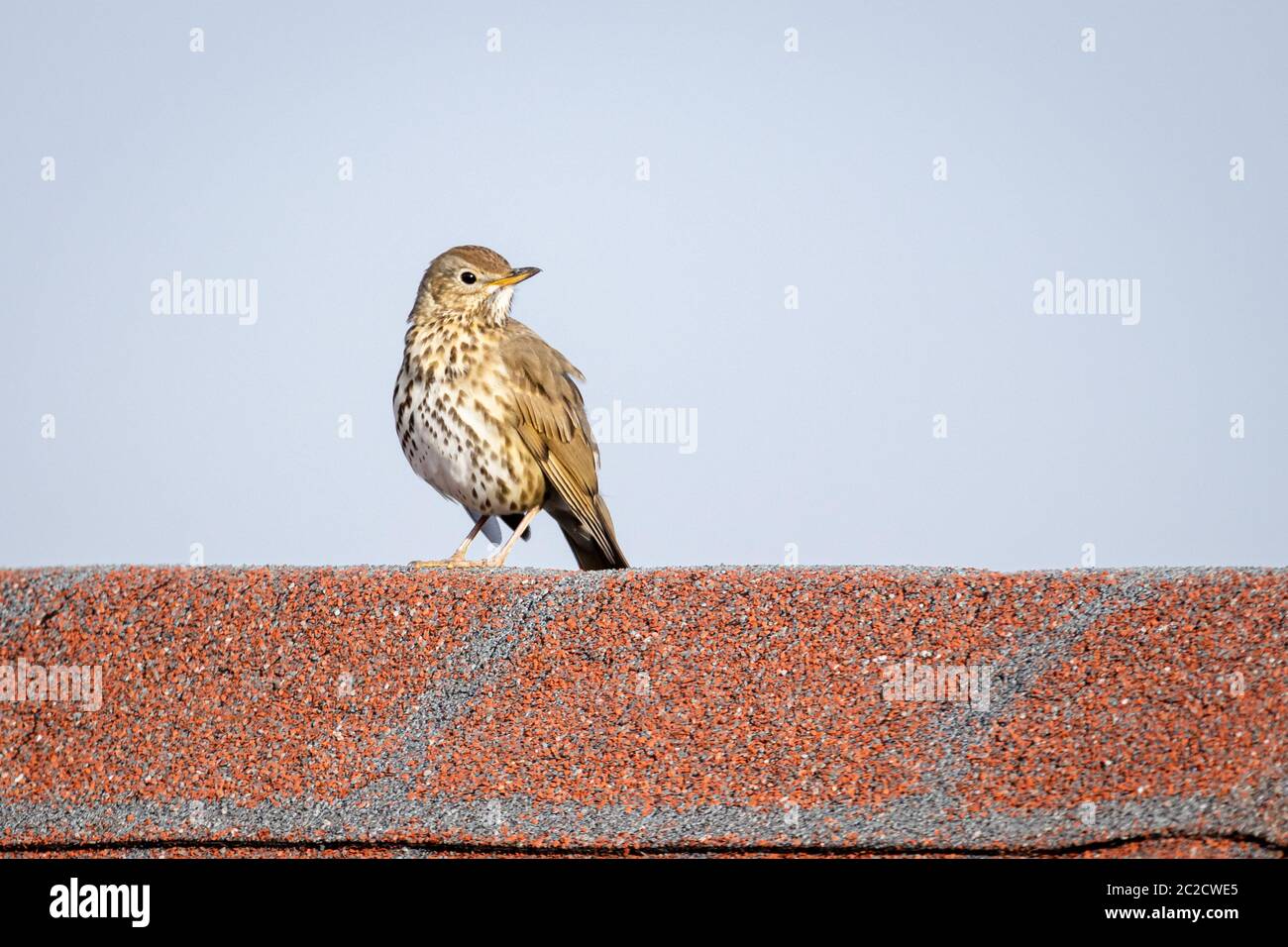 Red spotted blue thrush hi-res stock photography and images - Alamy