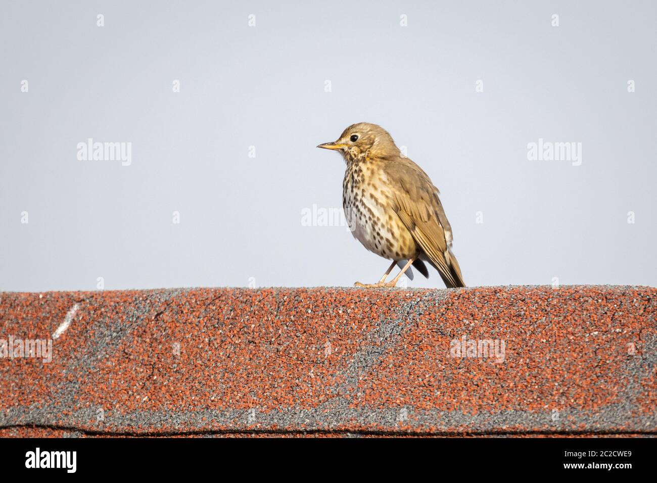 Red spotted blue thrush hi-res stock photography and images - Alamy