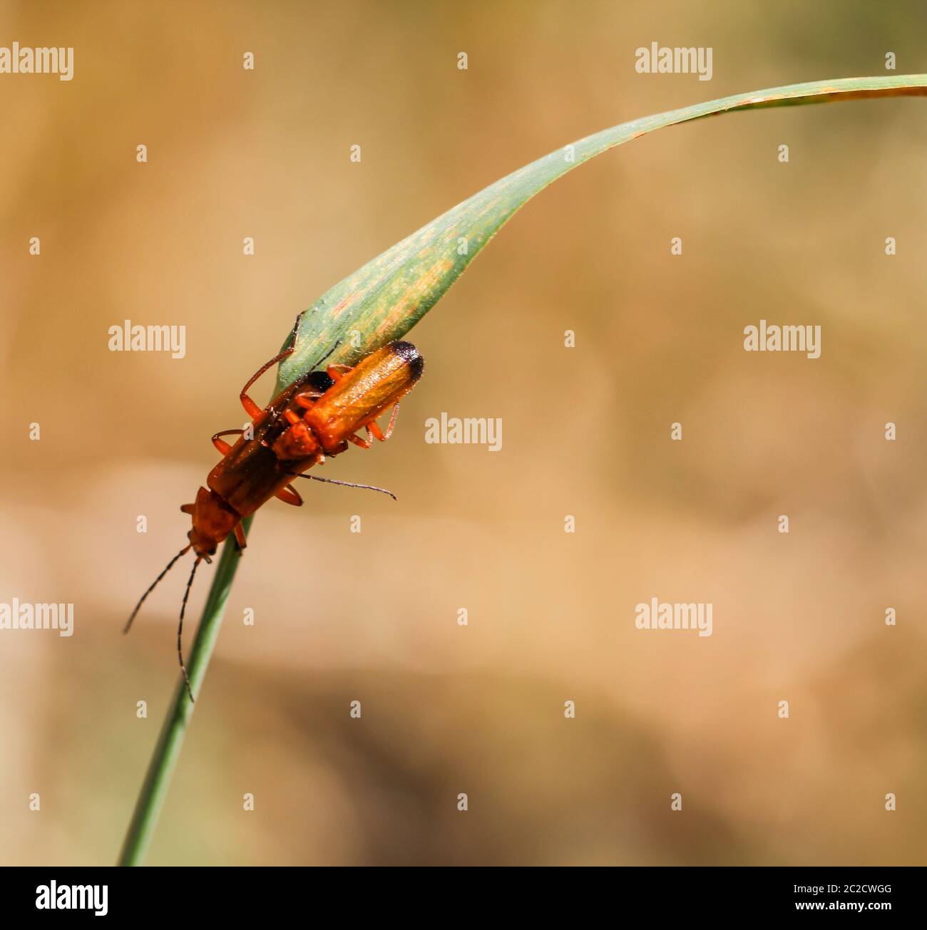 A bug or beetle on a plant Stock Photo - Alamy