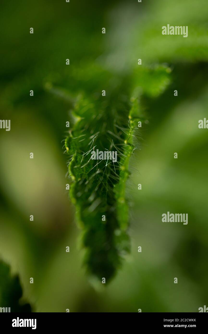 Poppy leaves hi-res stock photography and images - Alamy