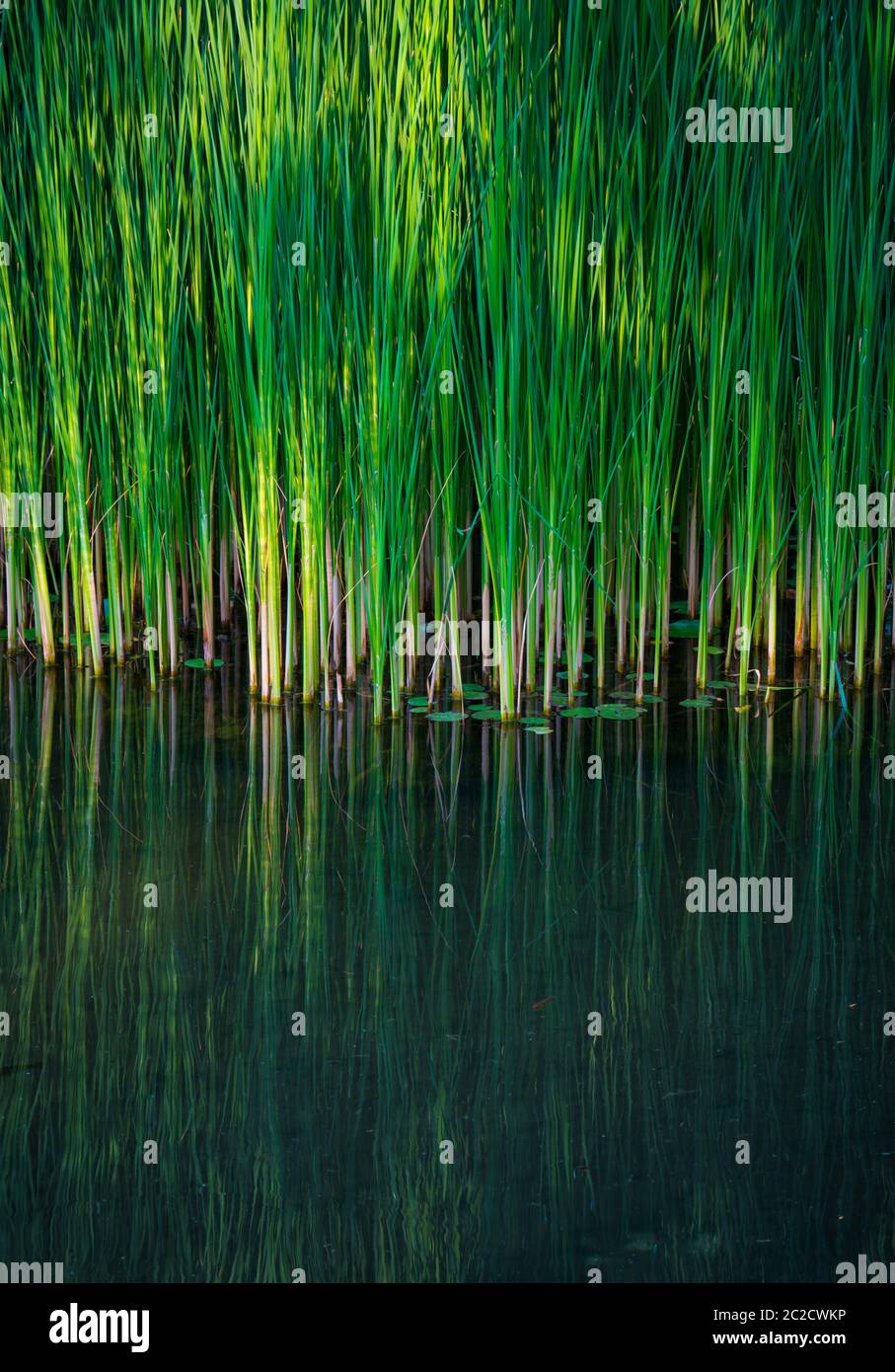 Green reed fibers, leaves in the lake, reflections on the water surface ...