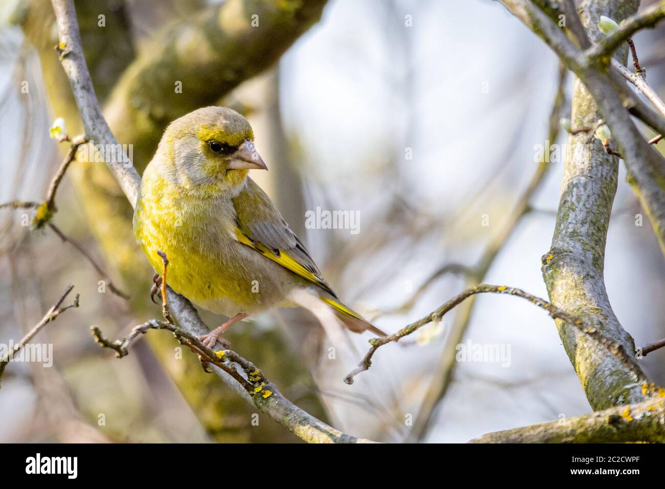 European greenfinch (Chloris chloris Stock Photo - Alamy